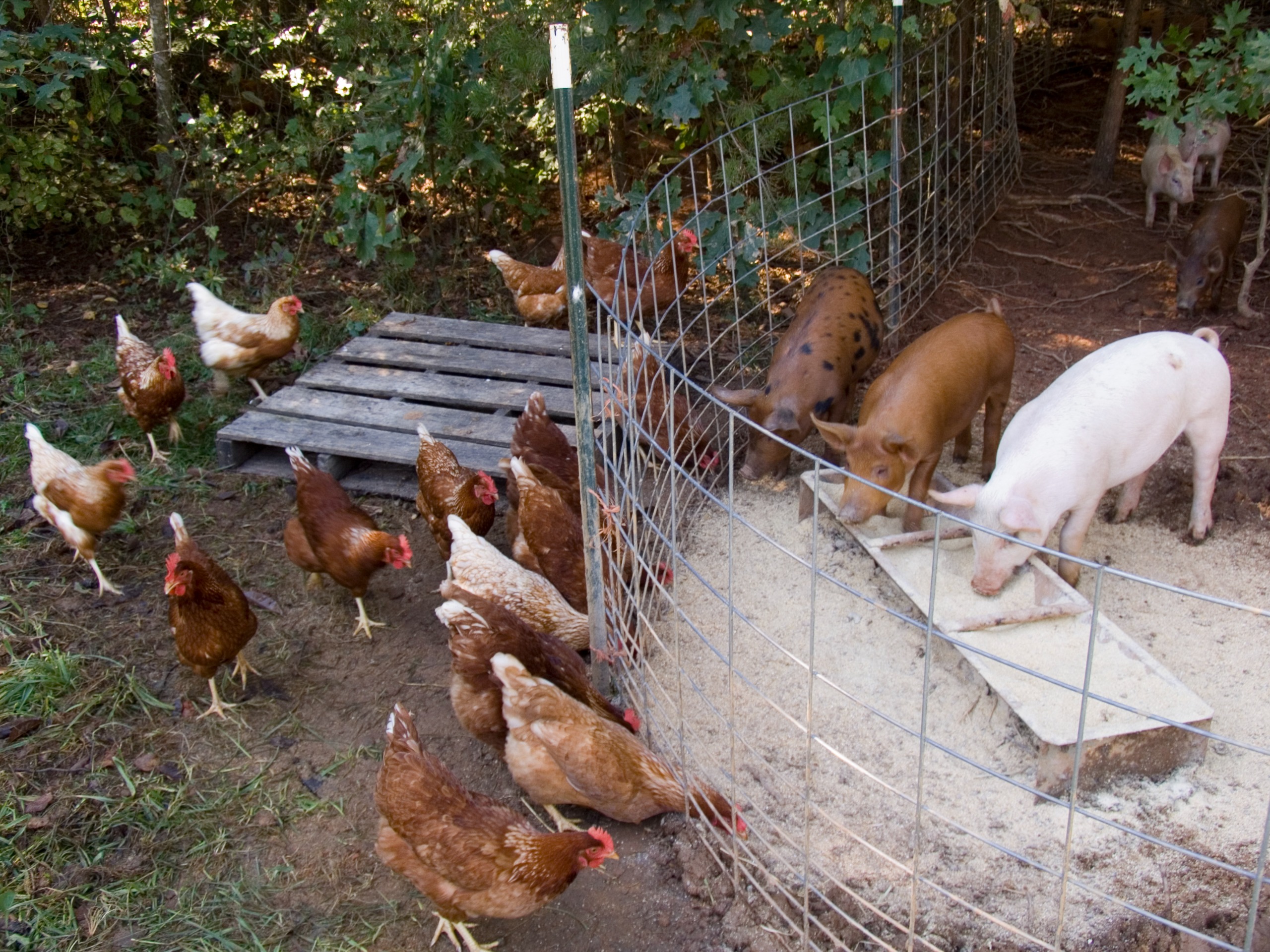 Keeping of Animals Bylaw | Shape Waikato